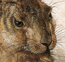 Young Hare | artble.com